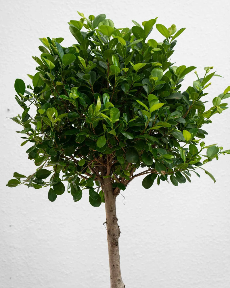 Discover the Charm of Ficus Panda: A Green Companion for Your Home ...