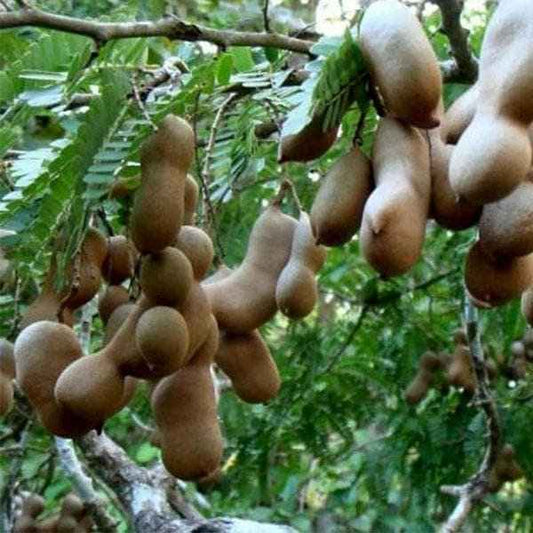 Buy Tamarind Tree Fruit Tree Online Dubai UAE | Souq Garden
